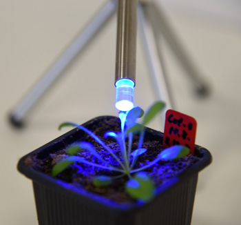 携帯型クロロフィル蛍光測定器 - Environmental Measurement Japan